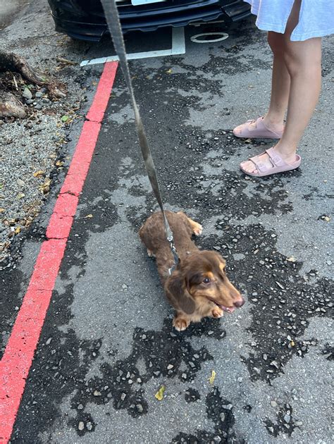 協尋 拾獲臘腸 Ptt評價