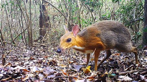 Feast Your Eyes On The First Ever Photos Of A Silver Backed Chevrotain