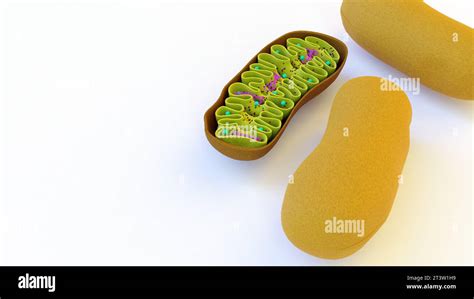 Full And Half Cut Mitochondria In The White Background 3d Rendering