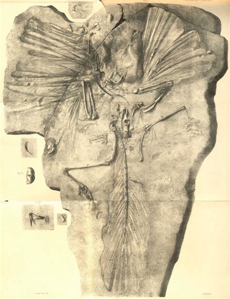 Fóssil De Archaeopteryx Lithographica Espécime De Londres Fonte Download Scientific Diagram