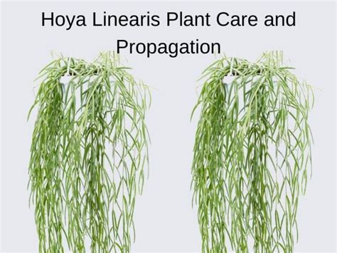 Hoya Linearis Plant Care And Propagation Flowersandflowerthings