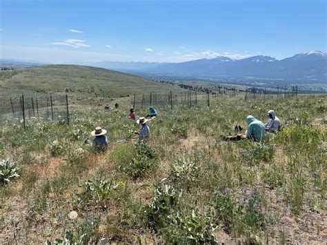 Declining Biodiversity Reduces Carbon Sequestration In Grasslands