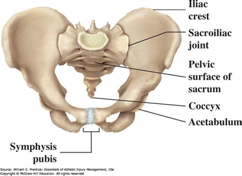Chapter 17 Worksheet The Thigh Hip Groin And Pelvis Prntbl