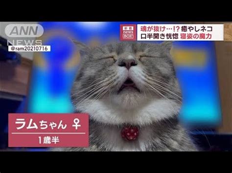 居眠り最高ニャンとも気持ちよさそうな至福の寝顔 年 月 日 気ままにニュース速報