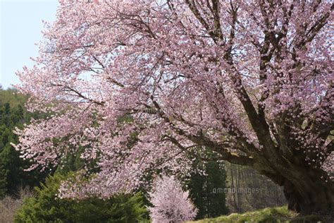 天王桜の写真素材 Fyi07526345 ストックフォトの Qlean Market（キュリンマーケット）