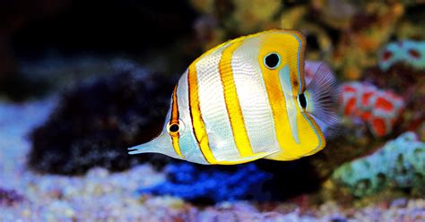 اغلى انواع السمك أطيب طبخة