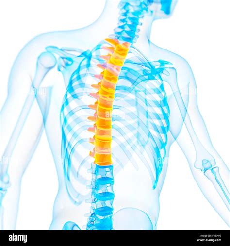 Human Thoracic Spine Illustration Stock Photo Alamy