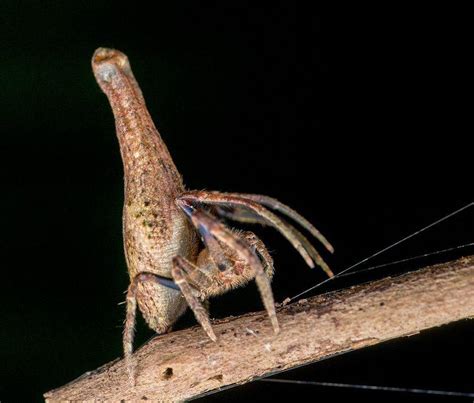 882 Best Orb Weaver Images On Pholder Spiders Spiderbro And