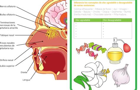 El Olfato Las Partes Que Intervienen En El Olfato Los Sentidos Para Images