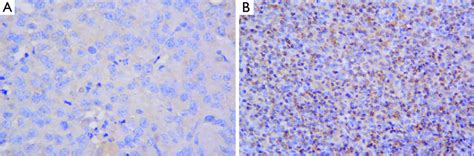 Figure S2 Representative Results Of C Myc Expression On Download