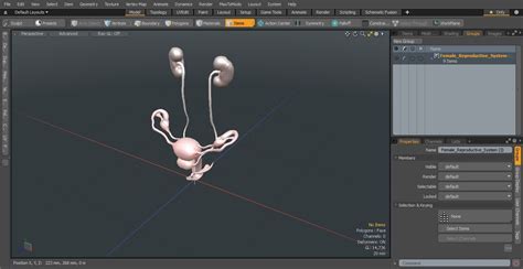 Female Reproductive System 3d Model 79 3ds Blend C4d Fbx Max