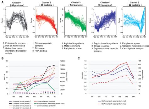 Relative Proteome Dynamics During Growth In E Coli A Hierarchical Download Scientific