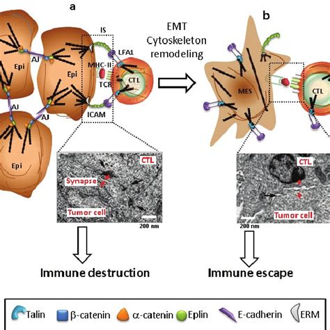Regulation Of Genes Involved In The Mhc Class I Presentation Pathway By