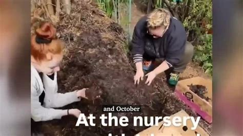 Police Share Horrific Details Of Isla Bells Final Moments Gold Coast