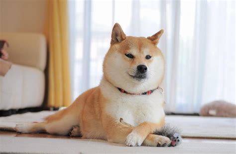 Digitoads Toads Dogecoin Doge Ve Shiba Inu Shib Arasındaki Meme