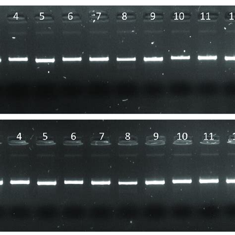 Pdf Targeted Whole Genome Sequencing Twg Seq Of Cucumber Green