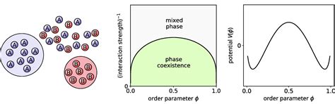 Physics Of Compartmentalization How Phase Separation And Signaling Shape Membrane And Organelle