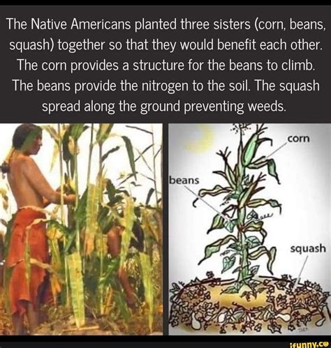 The Native Americans Planted Three Sisters Corn Beans Squash