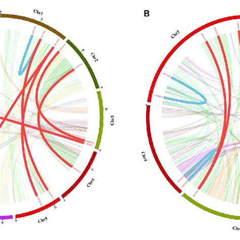 Schematic Representations Of Segmental Duplications Of Rice A And