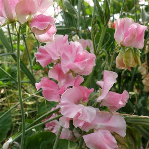 Sweet Pea Mrs Bernard Jones Seeds Sweet Pea Gardens
