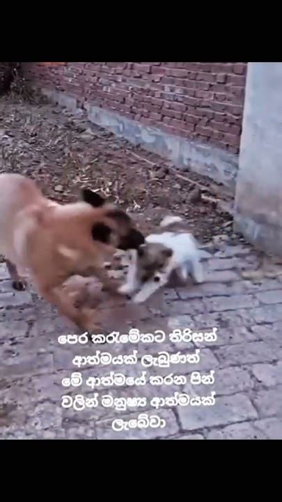 පැටියෝ මේ කරගත්ත පින මනුස්ස ජීවිතයක් ලබා නිවන් දකින්න හේතු වේවා බුදු සරණයි 🙏 ️ Subscribe