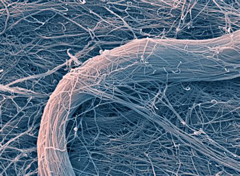 Collagenous Connective Tissue SEM Stock Image C056 2285 Science