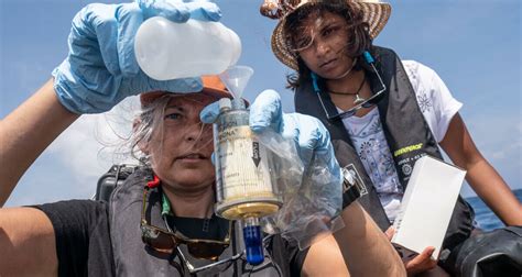 Léconomie Bleue Est Un Mythe Daprès Shaama Sandooyea Greenpeace