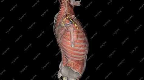 Premium Photo The Suprascapular Nerve Is The Lateral Branch Of The Superior Trunk Of The