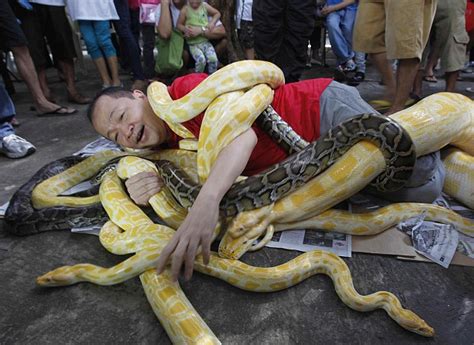 My Snakes Are So Charming I Could Cuddle Them All Day Man Wraps Himself In Burmese Pythons