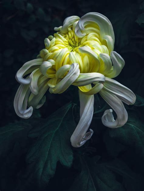 Yellow Chrysanthemum Flower Chrysanthemum Macro Shot Chrysanthemum