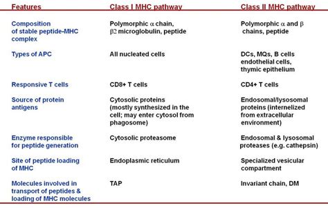 Diferencias Entre MHC I Y II