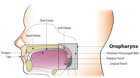 Hpv And Oropharyngeal Cancer Cancer Cdc