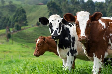The Great Milk Debate A1 Vs A2 Milk Breast Cancer Conqueror