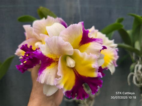 Orchids Succulents And Bromeliads Did You Know Spanish Moss Is A Bromeliad Its Tillandsia