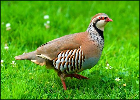 Partridge Alchetron The Free Social Encyclopedia