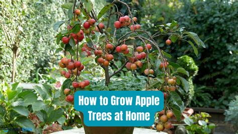 How To Grow Apple Trees At Home