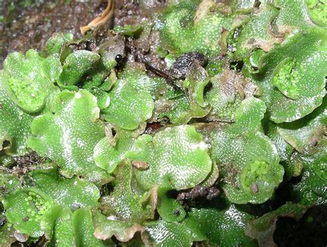 What Is The Difference Between Liverworts And Hornworts Pediaa Com