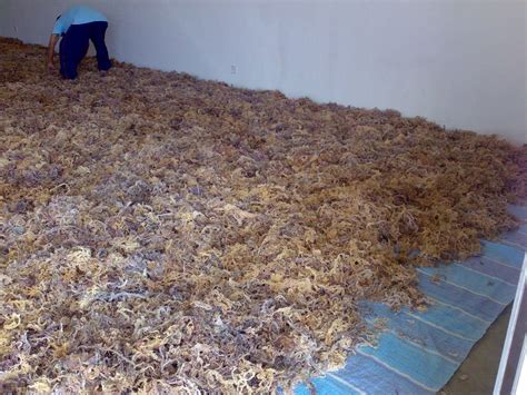 Seaweed Eucheuma Cottoniimalaysia Price Supplier 21food