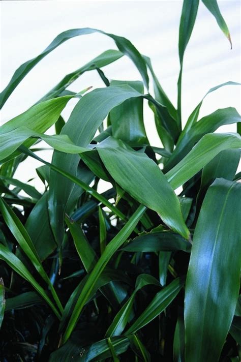 Learn About Tupistra Nutans Aspidistra Leaf Tupistra Perennial