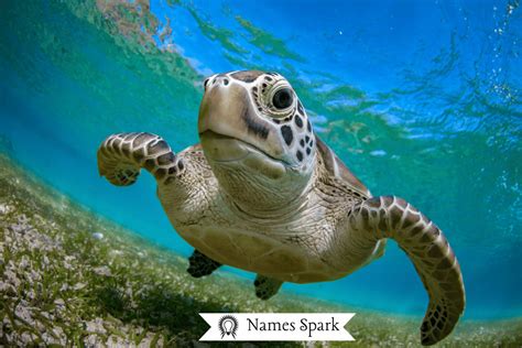 250 Cute And Funny Turtle Names With Meaning