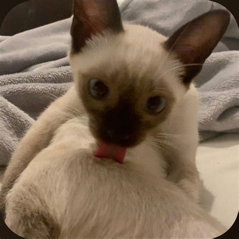 Cute Funny Siamese Cat Pics