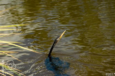 Anhinga One Of Americas Most Overlooked Birds Florida Nature