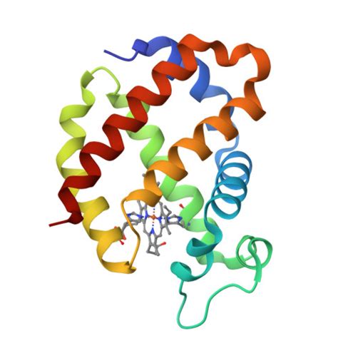 Rcsb Pdb 1oj6 Human Brain Neuroglobin Three Dimensional Structure