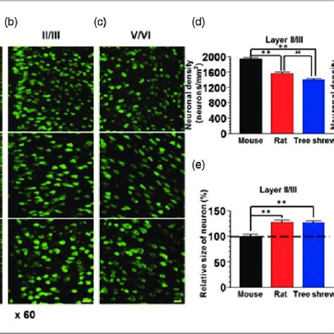 The Anatomical Property Of The Brain In Tree Shrew A A Photo Of Tree