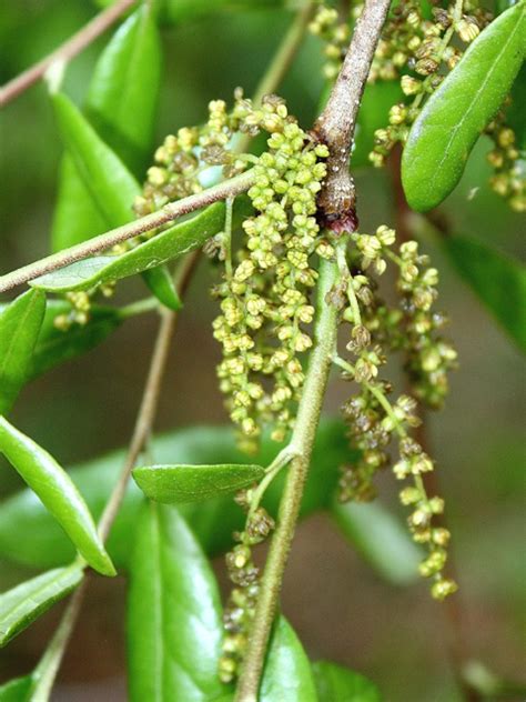 Quercus Geminata Oaks Sandhills Live Oak Sand Live Oak North