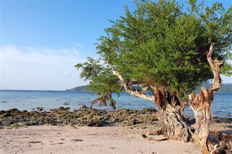 Exploring The Rare And Beautiful Stigi Ironwood Tree Thetasbih