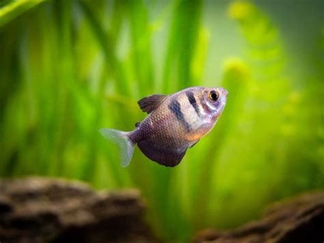35 Peaceful Community Fish For Your Tank Updated List