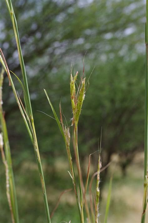 Andropogon Gayanus Kunth Tambuki Grass World Flora Plntnet Identify
