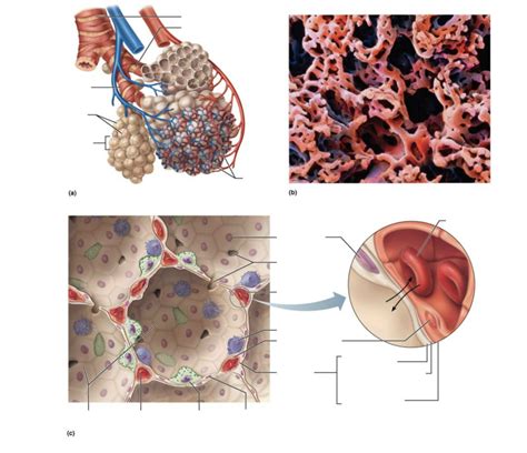 Lab Exam Bio Pt Diagram Quizlet