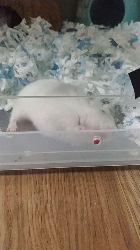 햄스터를 방에 자꾸 꺼내줬더니 이젠 햄스터 집에서 벗어나려고해 스레딕